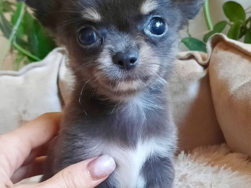 Длинники мини