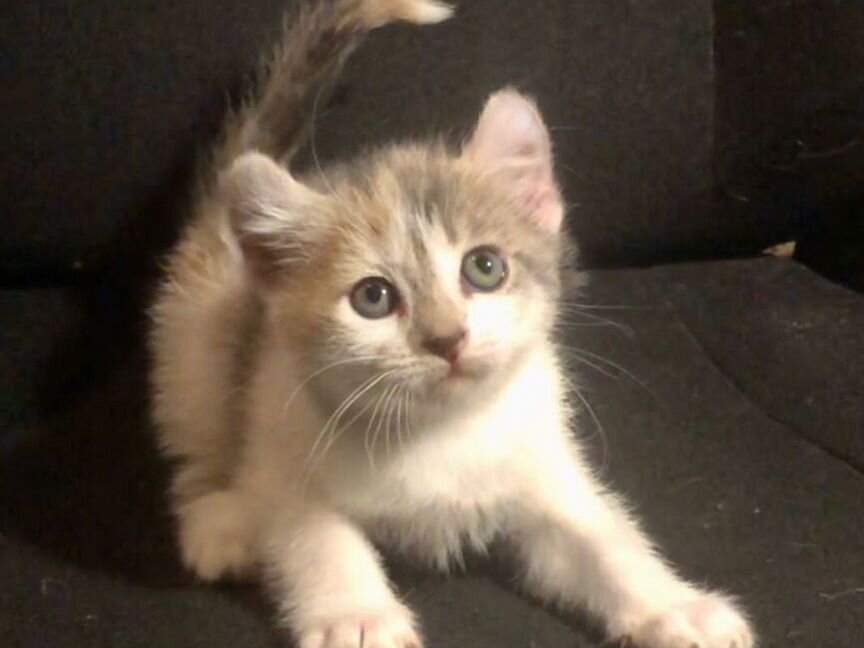 Домашний маленький котенок девочка в хорошие руки