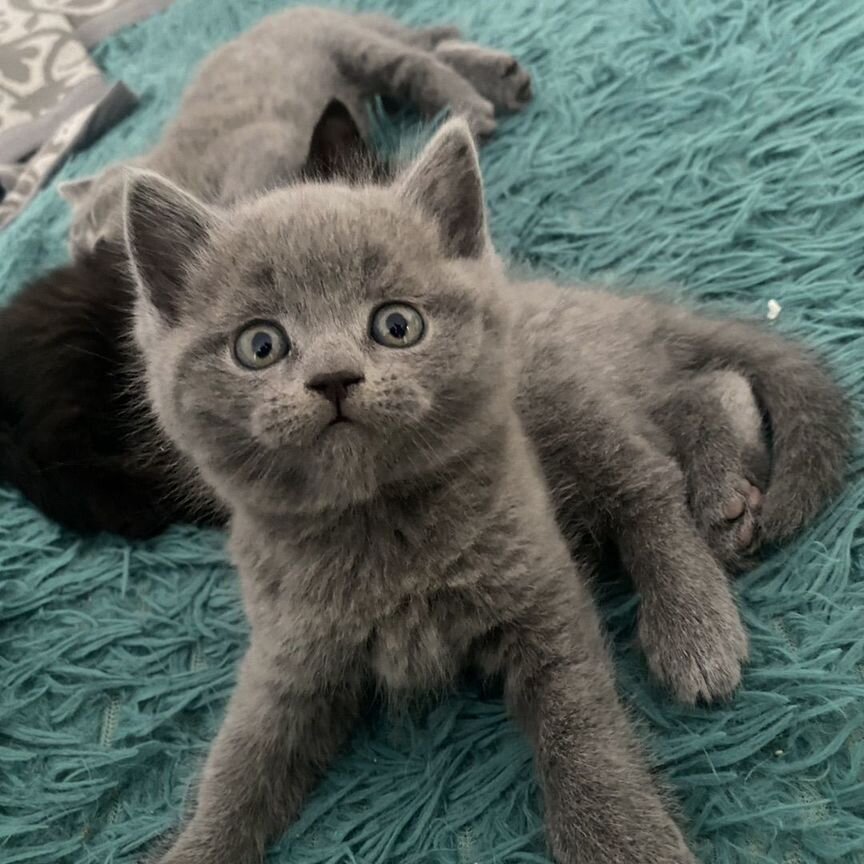 Шотландская