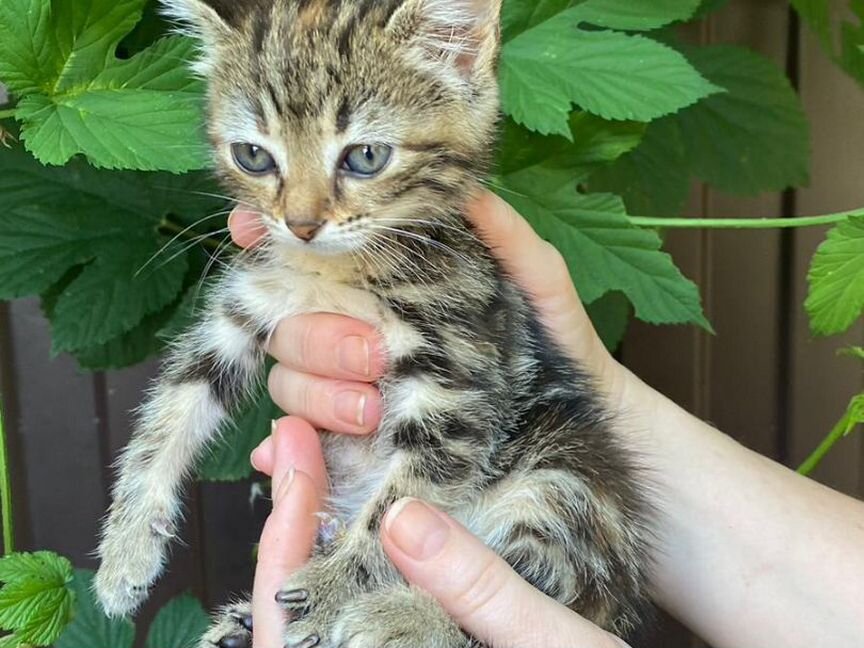 Кошка в дар бесплатно
