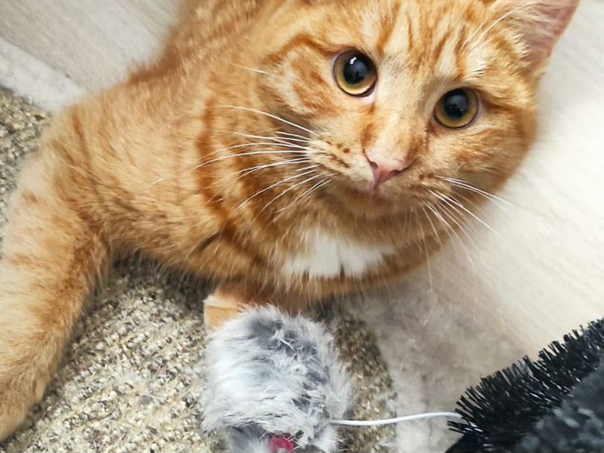 Три кисоньки сестрёнки в добрые руки