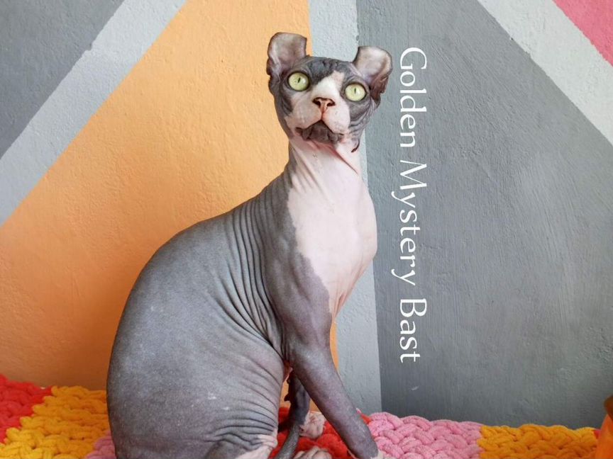 Сфинкс Эльф