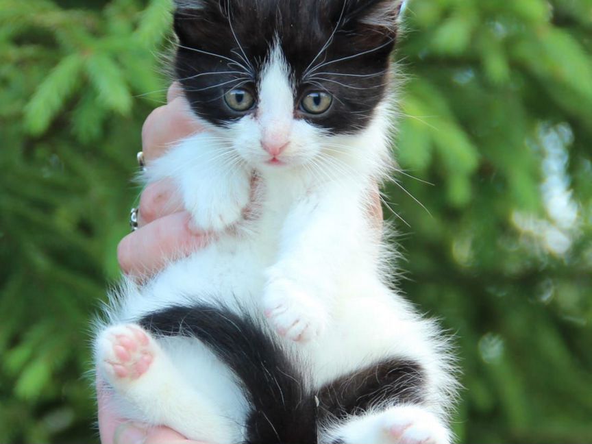 Самая милая маленькая кошечка