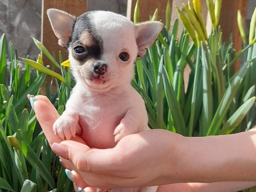 Весенние мальчишки чишки