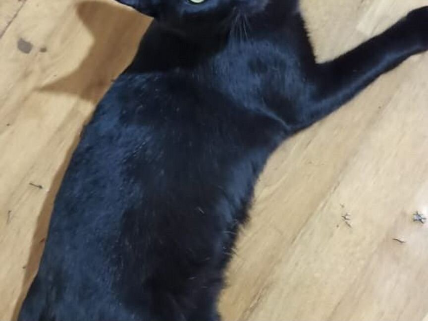 Малыш лукас котик
