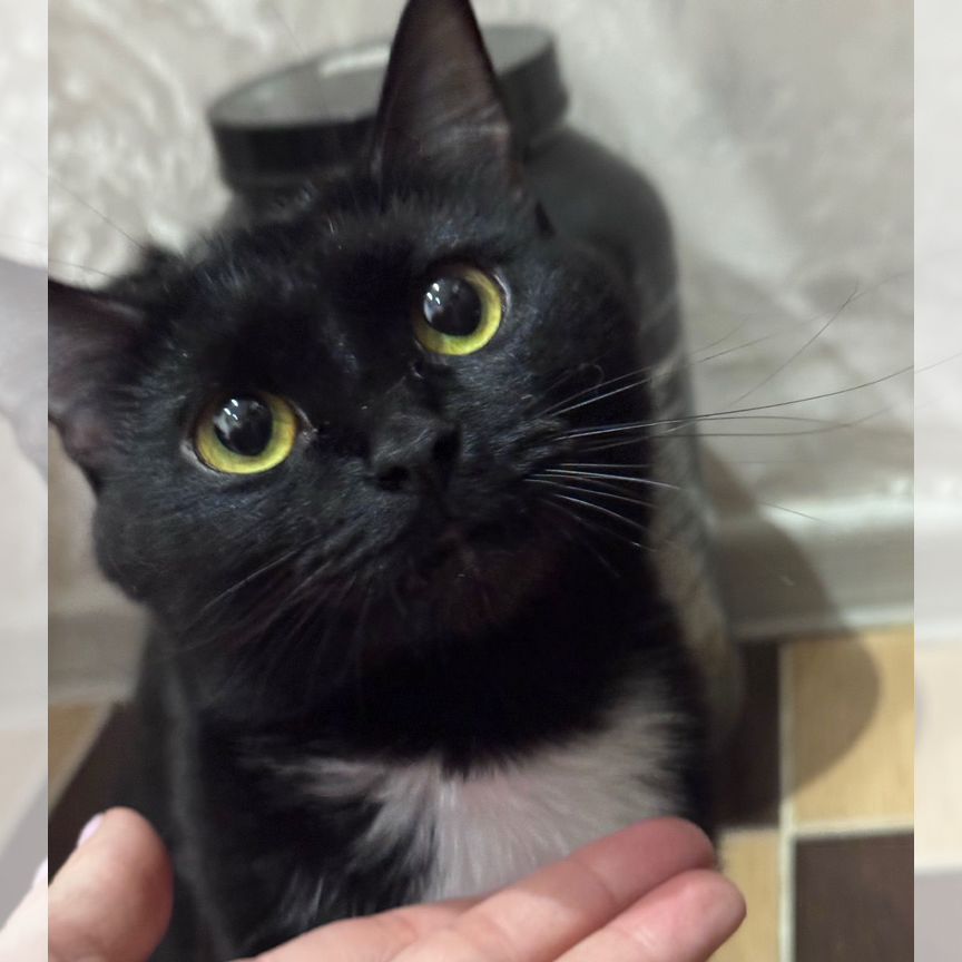 Взрослая кошка в добрые руки