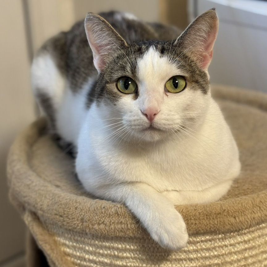 Кошка Клюква ищет дом