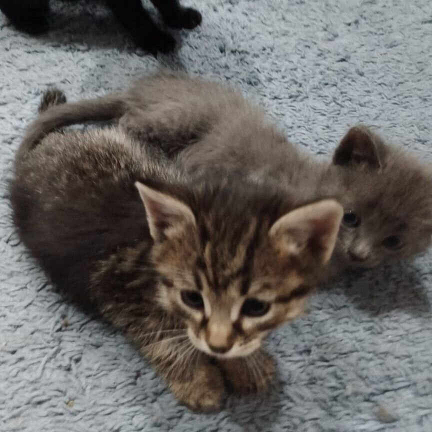 Котята