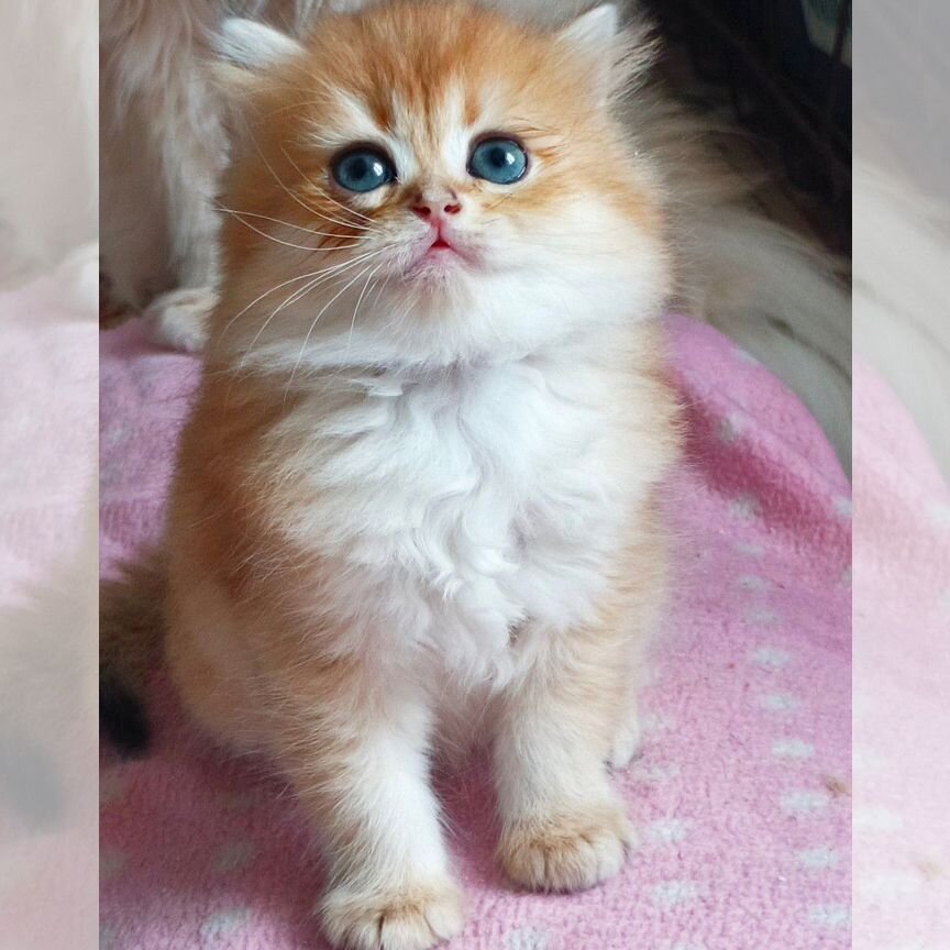 Британский длинношёрстный котёнок