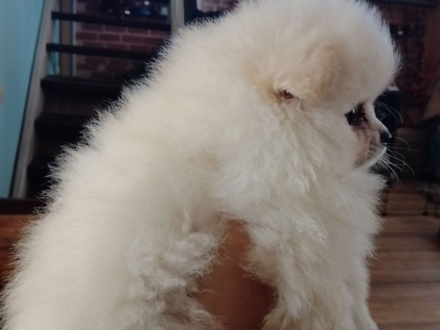 Шпиц мальчик