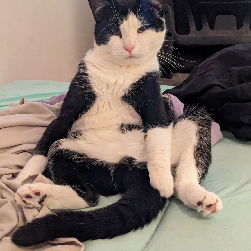 Отдам домашнего кота