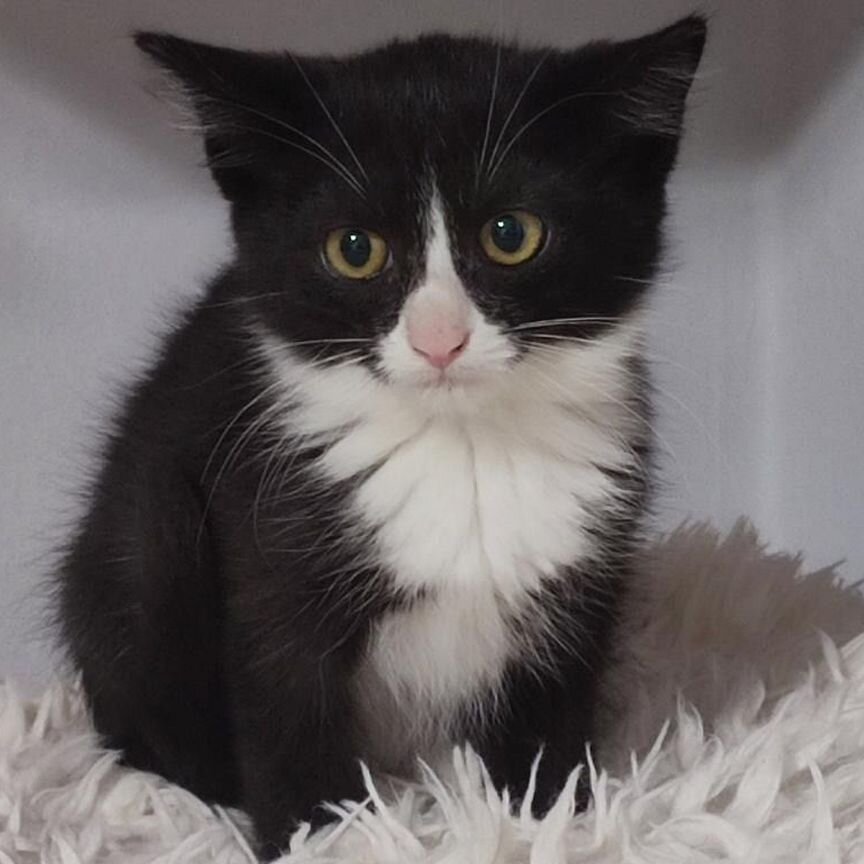 Девочка 3 месяца