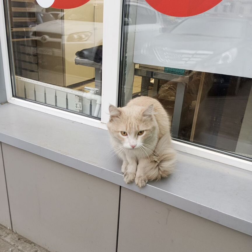 Котята в добрые руки бесплатно