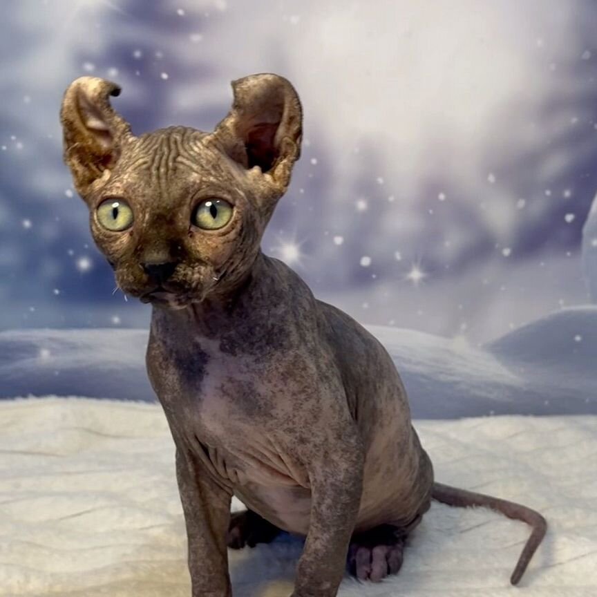 Красотка Эльфочка