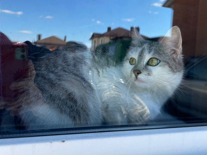 Кошечке подростку нужен дом, ручная мурлыка