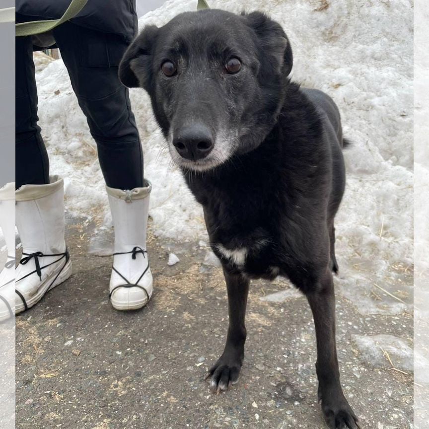 Десять лет в приюте