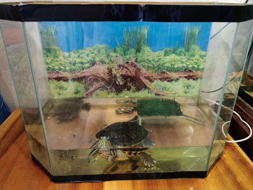 Черепаха с аквариумом