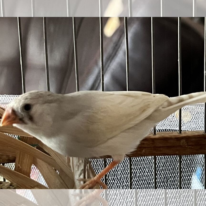 Зебровые амадины