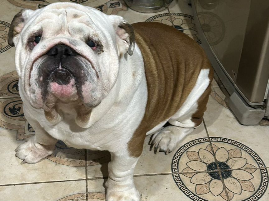 Английский бульдог