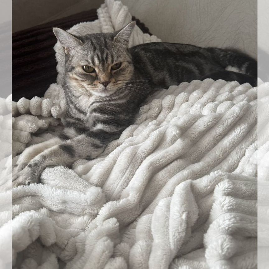 Кошки