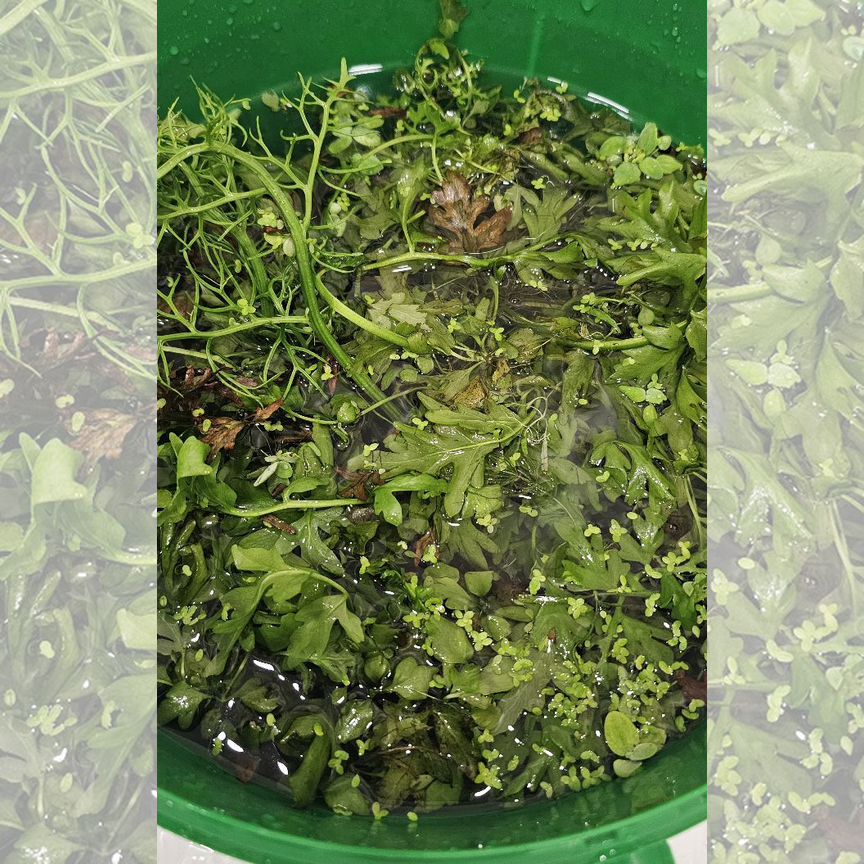 Растение в аквариумное