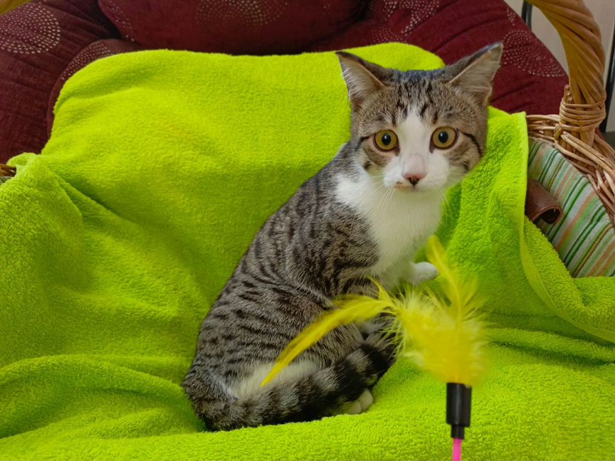 Котёнок кошечка подросток в Добрые руки