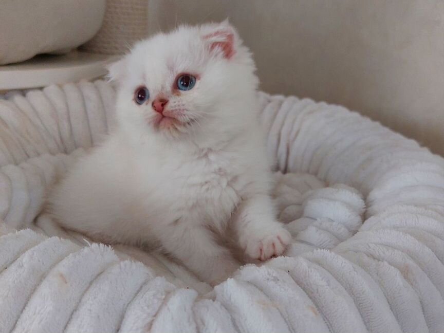 Шотландский мальчик