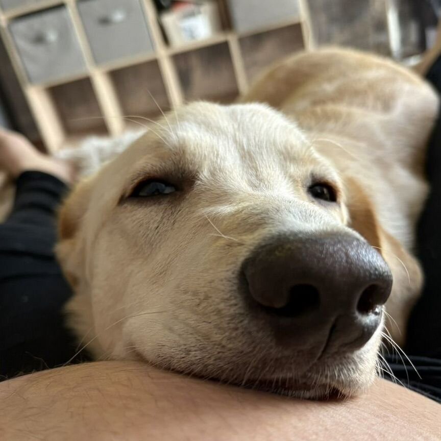 Лабрадор-ретривер, щенок