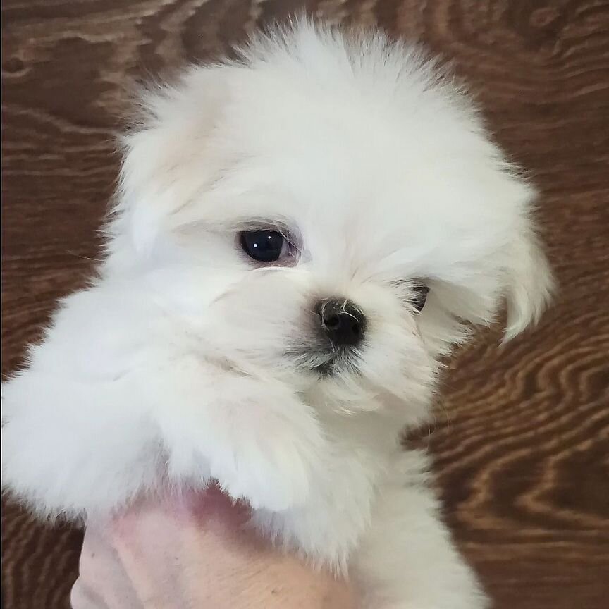 Самый обаятельный и привлекательный малыш