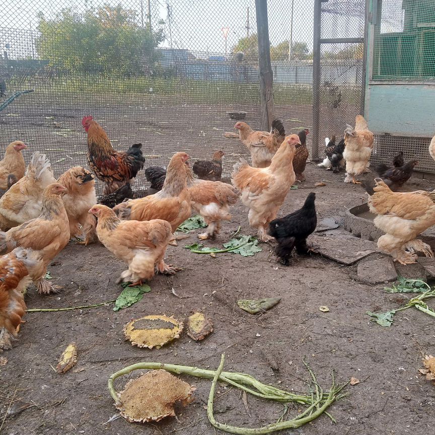 Куры брама