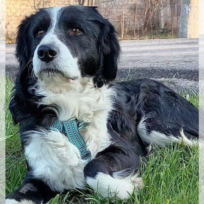 Русский охотничий спаниель, взрослый пёс