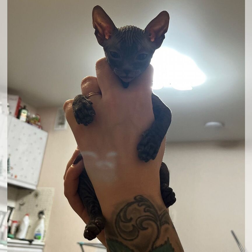Донской сфинкс котёнок
