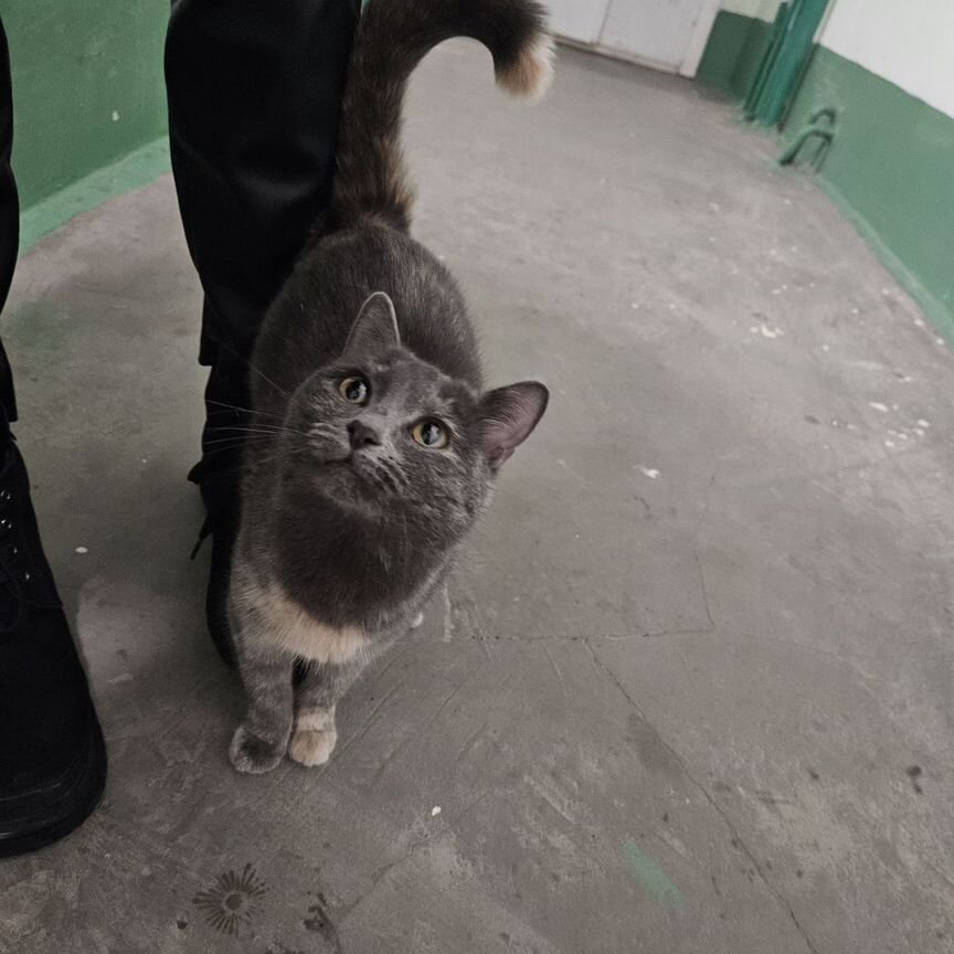 Отдам кота в добрые руки