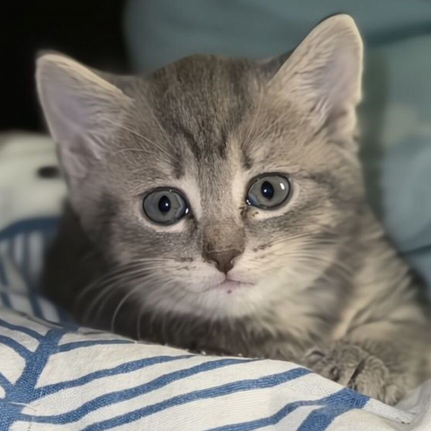 Шотландский прямоухий короткошёрстный котёнок