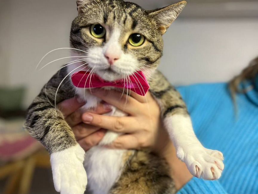 Кот Виталик ищет дом