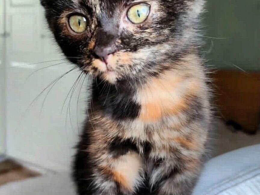 Котята бесплатно