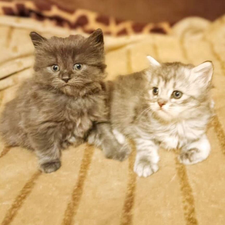 Британские котята и шотландские Хайленд страйт
