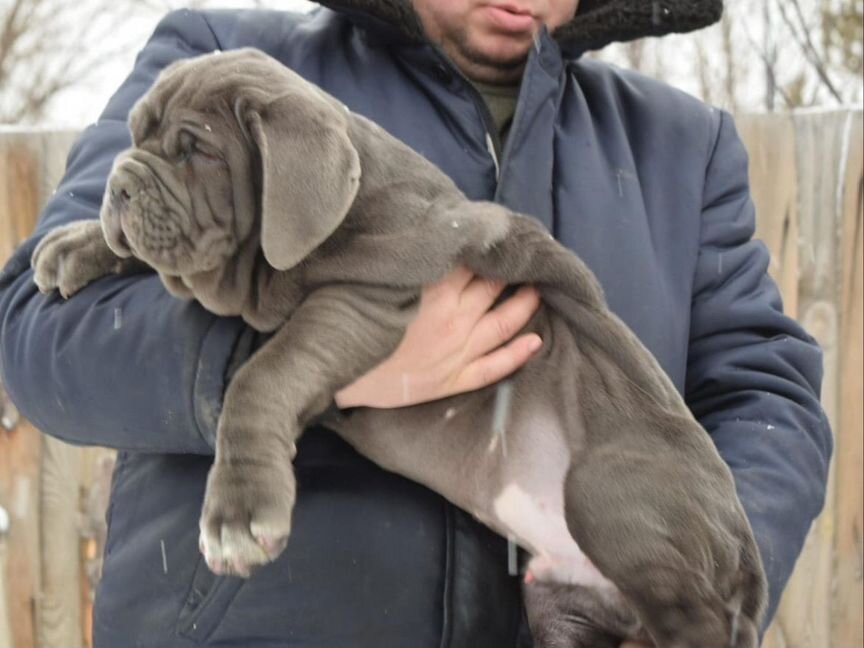 Мастино Наполитано Кобель