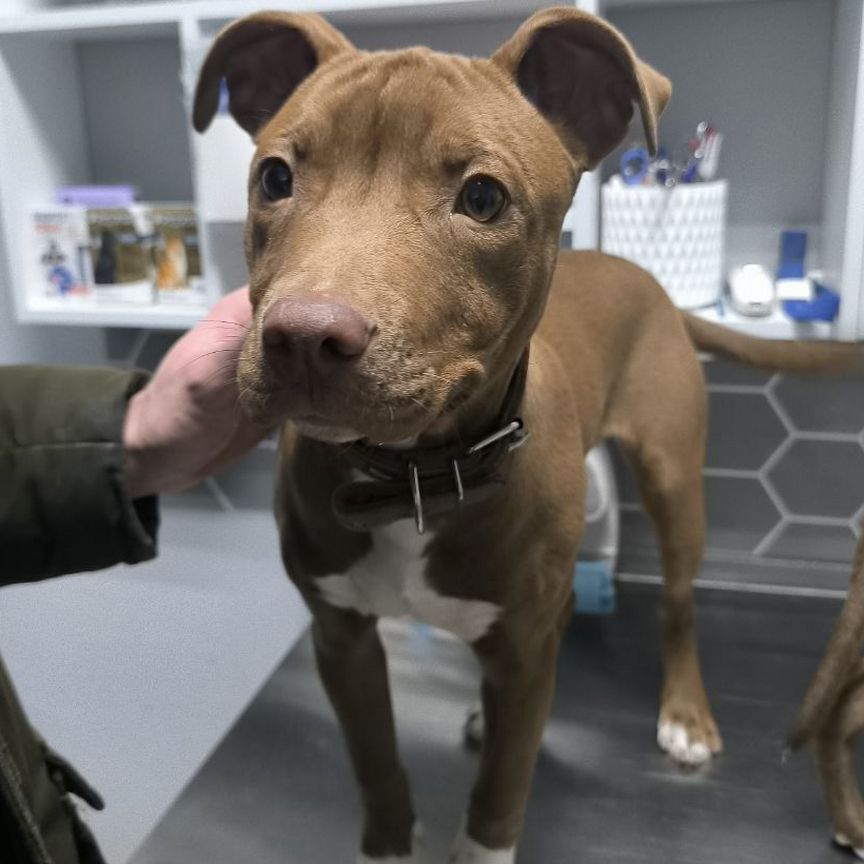 Американский стаффордширский терьер, щенок