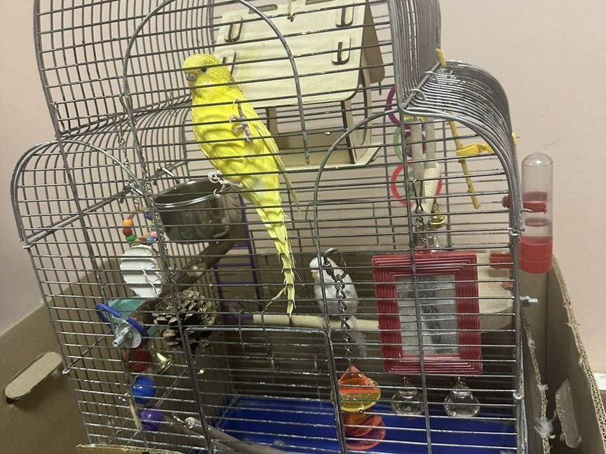 Отдам попугайчиков волнистых