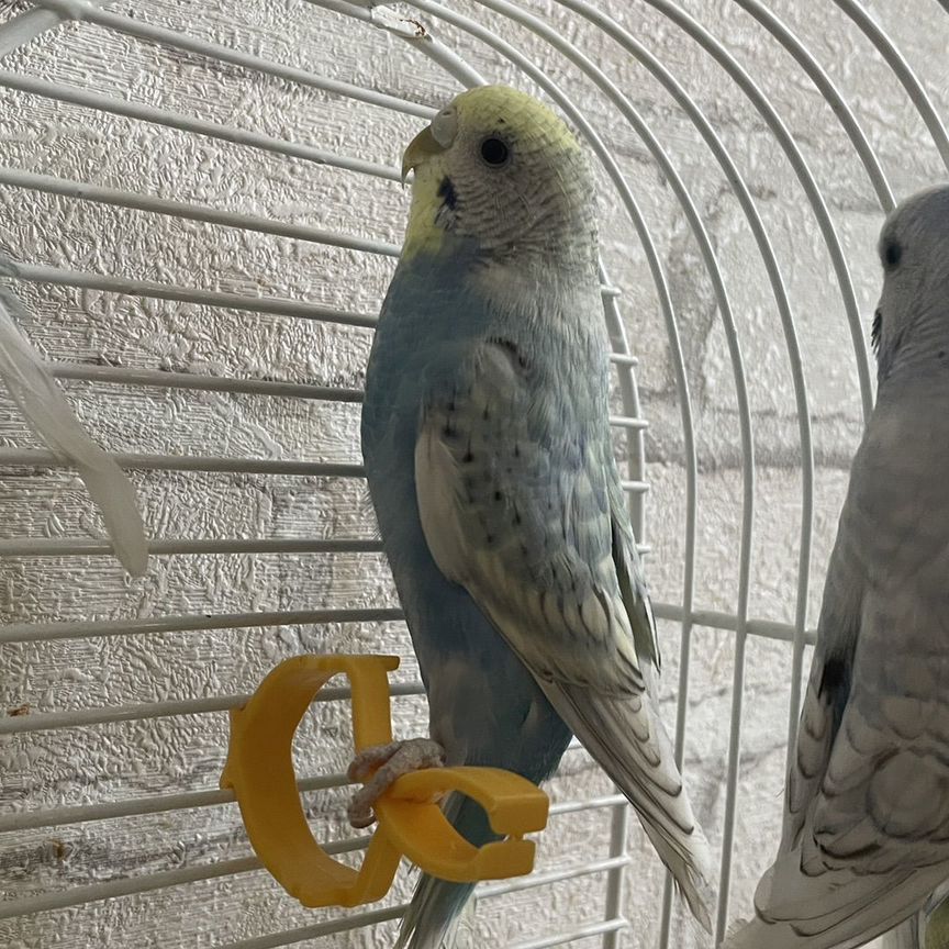 Волнистый попугай