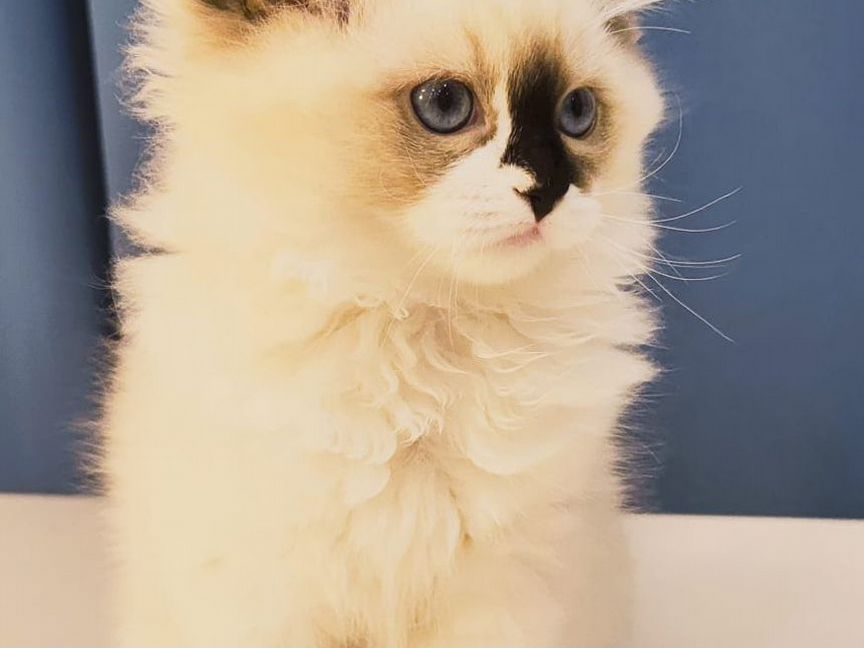 Эви- самый ласковый рэгдолл