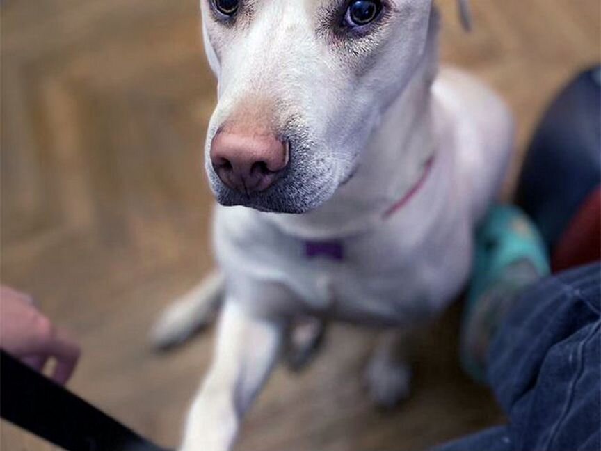 Ищем дом для Лео