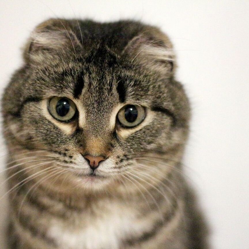 Морозка. Нежная,спокойная,тихая кошечка