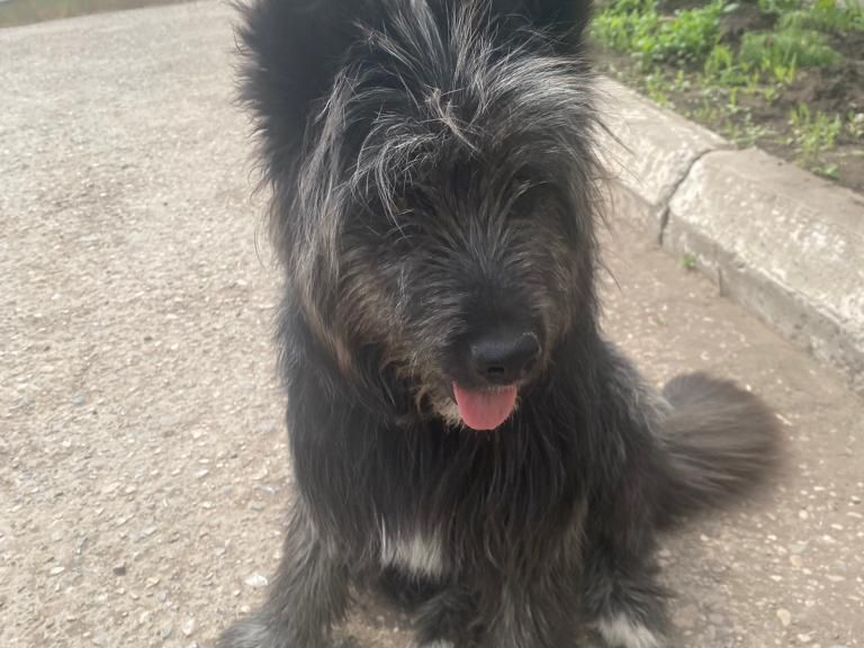 Отдам собаку в добрые руки