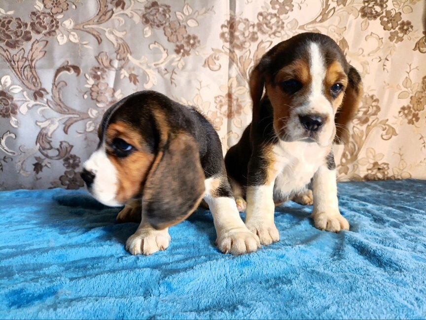 Бигль. Щенки