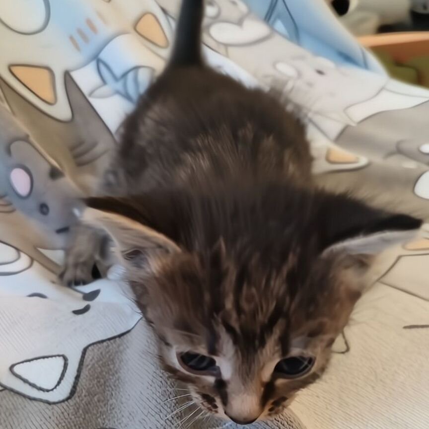 Котёнок в добрые руки