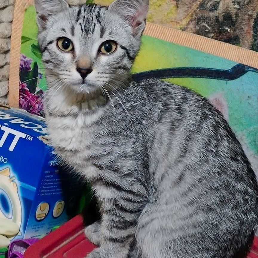 Котенок в добрые руки