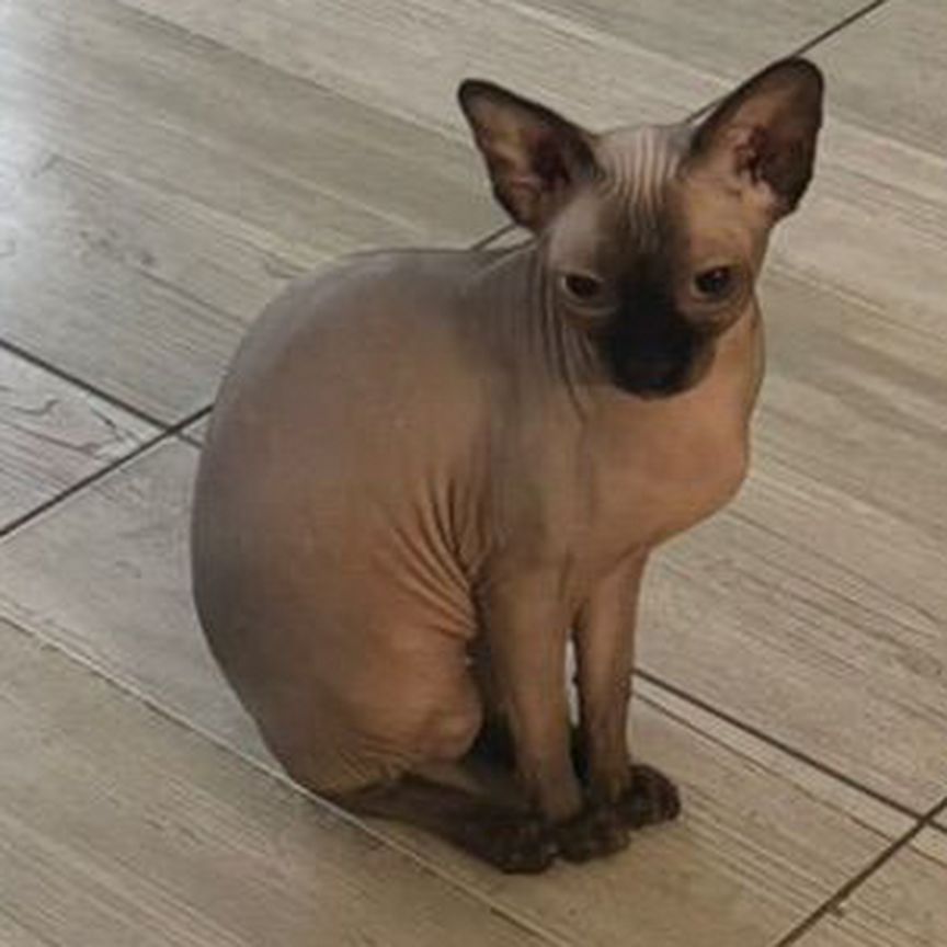 Донской сфинкс котёнок