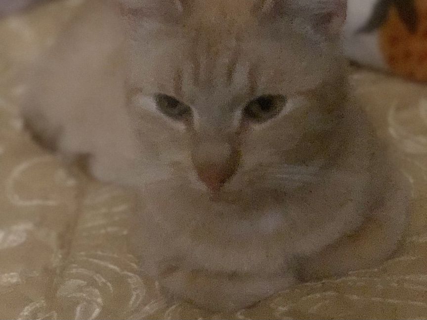 Кошка в дар бесплатно